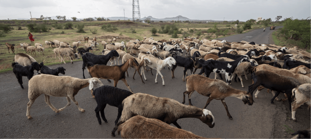 Livelihoods Challenges